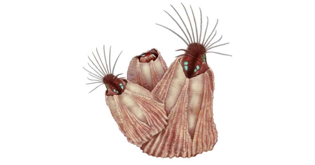CRACA (Megabalanus azoricus) - Lurdes Narciso, LDA – S.Miguel - Açores