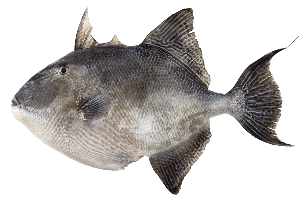 PEIXE-PORCO (Balistes capriscus) - Lurdes Narciso, LDA – S.Miguel - Açores