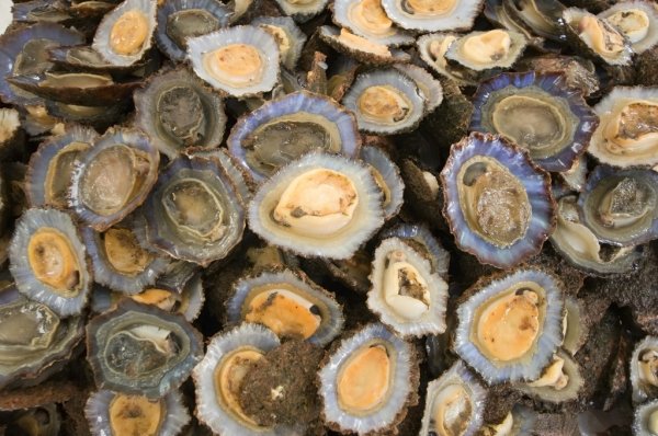 LIMPETS AZORES FROZEN (Patella aspera) - Lurdes Narciso, LDA – S.Miguel ...
